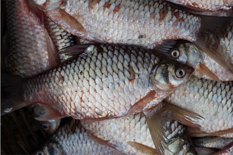 Bhadi Puti Maach / Sor Puti/ Pool Barb Fish - Whole (480g to 500g Pack ...