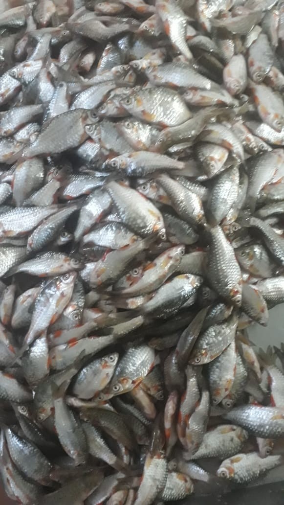 Desi Small Puti Maach / Pool Barb Fish : Buy online | freshtohome.com