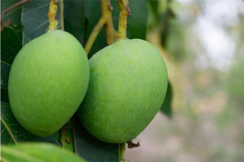 Raw Mango : Buy online | freshtohome.com