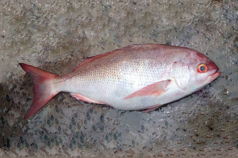 Red Emperor / Red Eari - Whole : Buy online | freshtohome.com