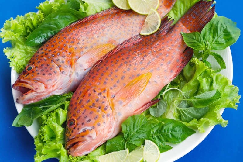 Red Grouper / Reef Cod / Kalava / Hamour / ಕೊಲಜಿ : Buy online ...