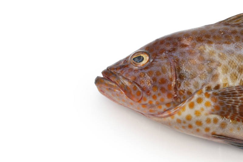 Premium Cochin Seer Fish/Surmai/Neymeen : Buy online | freshtohome.com