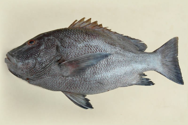 Rockfish : Buy online | freshtohome.com