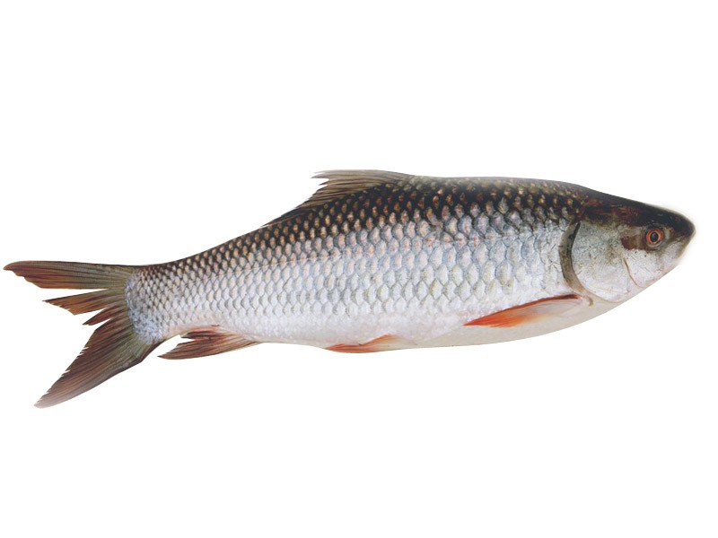 Rohu / Rui : Buy online | freshtohome.com