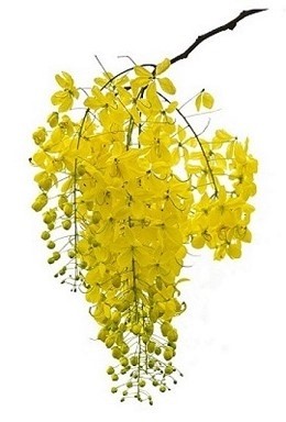 Kanikonna Flower (Pack of 50g) : Buy online | freshtohome.com