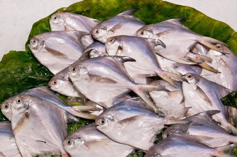 Silver Pomfret / Avoli (30g to 50g) - Whole (As is without cleaning and ...