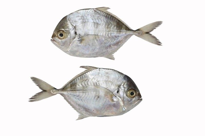Trevally / Vatta (Small) : Buy online | freshtohome.com