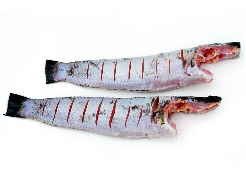 Snake Head Fish / Varaal / Bral / Kannan / Murrel - Whole cleaned : Buy ...