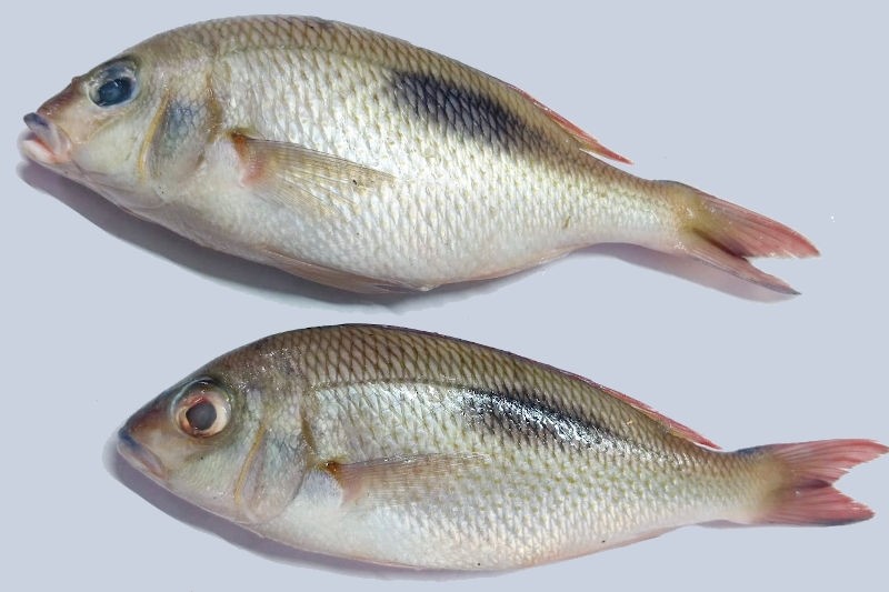 Spotted Emperor / Eari : Buy online | freshtohome.com