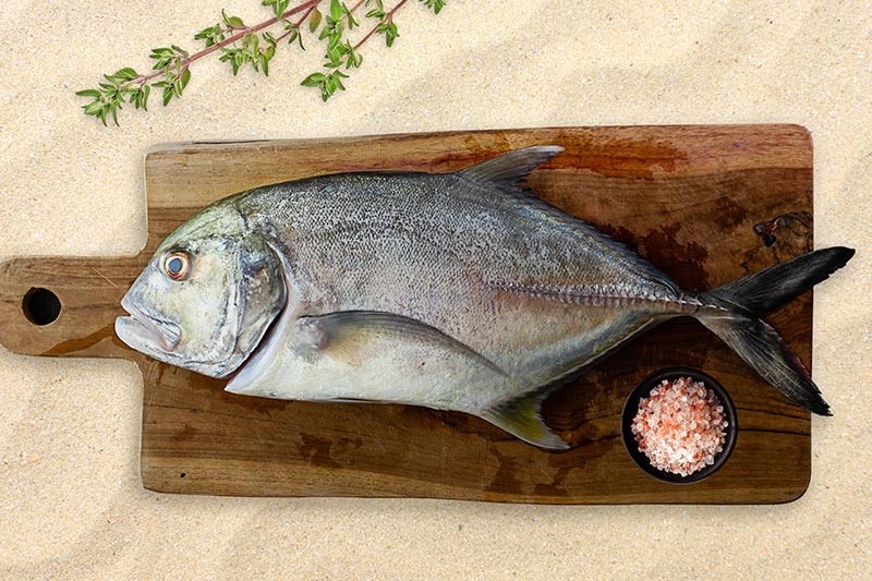 Kerala Trevally / Vatta (Large) : Buy online | freshtohome.com