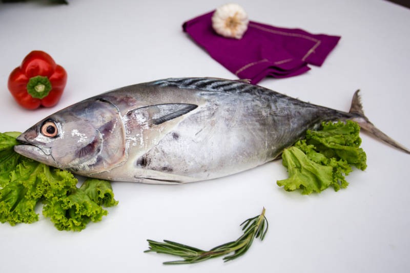 Tuna / Choora / Choorai : Buy online | freshtohome.com