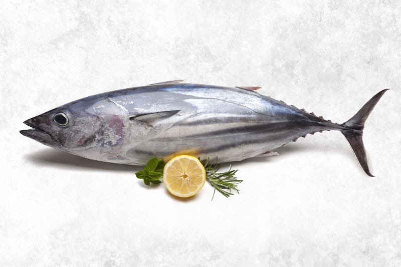 Tuna / Choora - Whole : Buy online | freshtohome.com