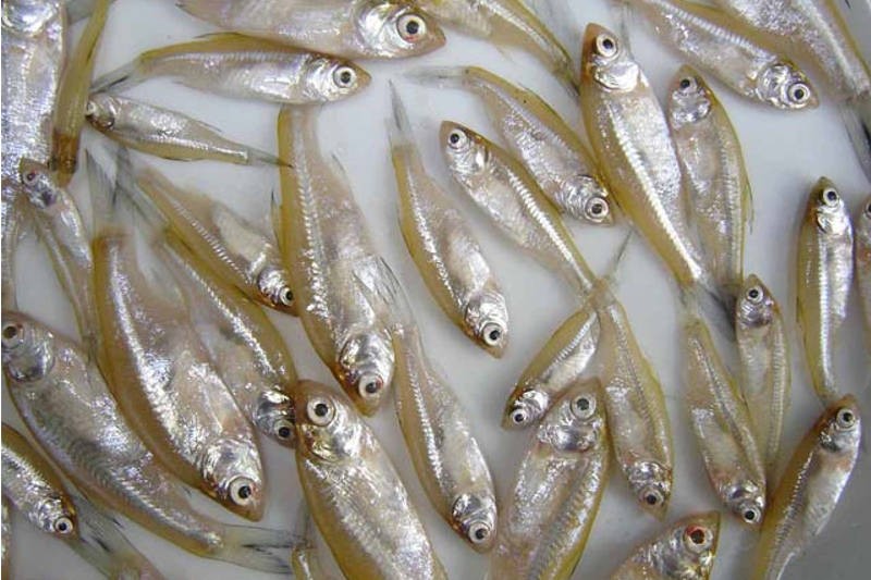 Backwater Vayambu (Small and Crunchy) (Whole) : Buy online ...