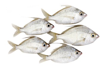FreshToHome - Buy Fresh Fish Online