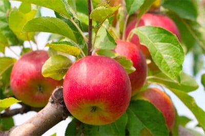 Apple Himachal Delicious : Buy online | freshtohome.com