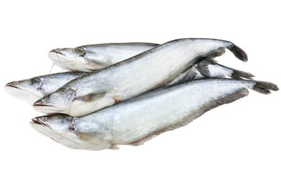 Boal Fish / Attu Vaala / Malli - Whole : Buy online | freshtohome.com