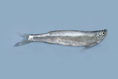 Chela fish : Buy online | freshtohome.com