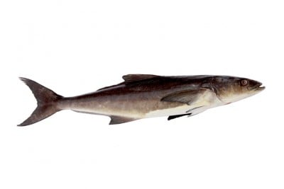 Cobia / Motha (Small) : Buy online | freshtohome.com