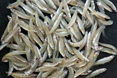 Freshwater Anchovy / Kozhuva / Natholi/ Kachki / কাচকি : Buy online ...