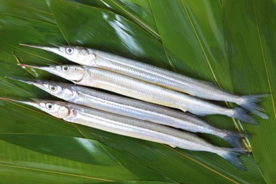 Garfish / Kola (Extra Small) : Buy online | freshtohome.com