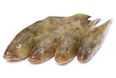 Goby / Poolan / Bele Mach : Buy online | freshtohome.com