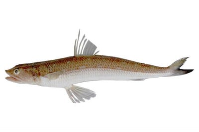 Kada Varaal / Lizard Fish : Buy online | freshtohome.com