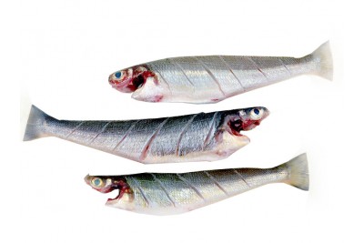 Lady Fish / Kane / Silver Whiting - Whole cleaned : Buy online ...