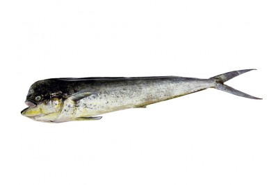 Mahi Mahi : Buy online | freshtohome.com