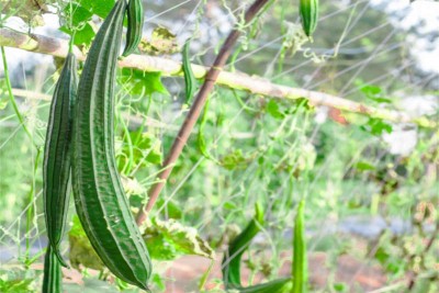 Ridge Gourd : Buy online | freshtohome.com
