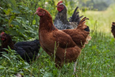 Premium Naturally Reared Slow Growth Chicken Sasso breed : Buy online ...