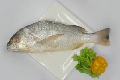 Silver Snapper / Cochin Marine Catla - Whole (Uncleaned, Not Descaled ...