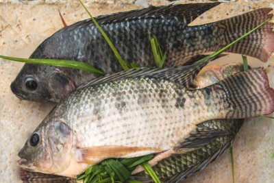 Tilapia / Jalebi Fish (Large) : Buy online | freshtohome.com