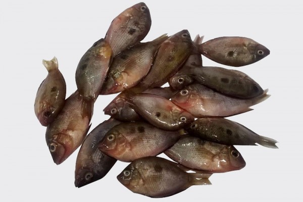 FreshToHome Home - Buy Fresh Fish, Chicken and Mutton Online.