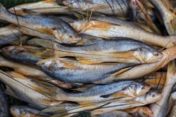 Kolkata Topshe / তপসে / Mango Fish / Cichlid : Buy online | freshtohome.com