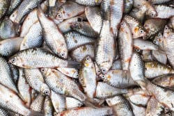 Desi Puti Maach / Pool Barb Fish : Buy online | freshtohome.com