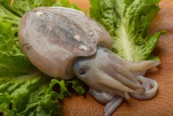 Cuttle Fish : Buy online | freshtohome.com
