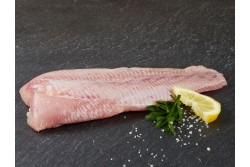 **Rare** Dhai/ Shilon/ Shillong/ Silonia silondia : Buy online ...