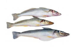 Lady Fish / Kane / Silver Whiting : Buy online | freshtohome.com