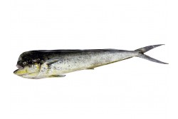 Mahi Mahi : Buy online | freshtohome.com