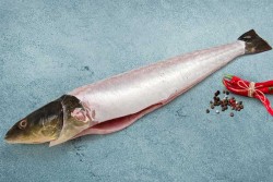 Cobia / Motha/ Black King Fish (Similar to Seer Fish, Some Say That It ...