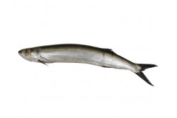 Marine Boal Fish / Mullu Vaala (Very thorny yet tasty) : Buy online ...