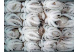 Octopus : Buy online | freshtohome.com