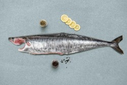 Seer Fish / Neymeen / Surmai / Vanjaram / Anjal / ಅಂಜಲ್ (750g to 2kg ...