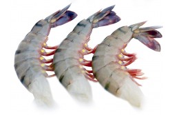 Tiger Prawn / Bagda Chingri : Buy online | freshtohome.com