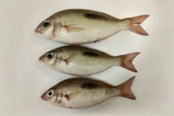 Indian White Perch / Vella Kilimeen : Buy online | freshtohome.com