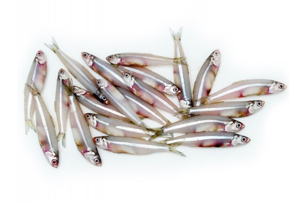 Anchovy / Kozhuva / Natholi (Small & Crunchy) | Cochin