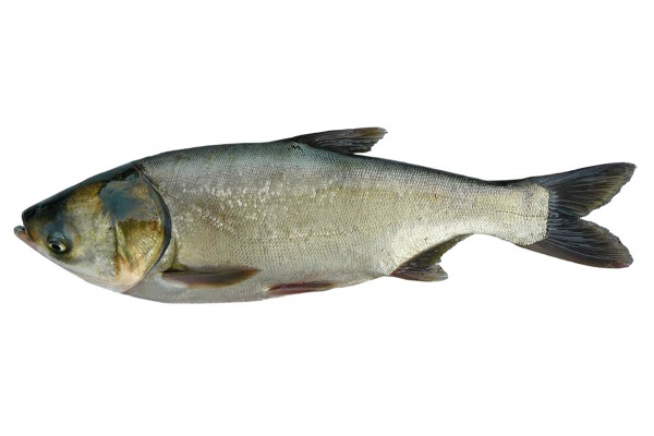 Silver Carp | Cochin