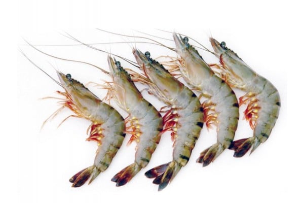 Tiger Prawns (Large) | Palakkad