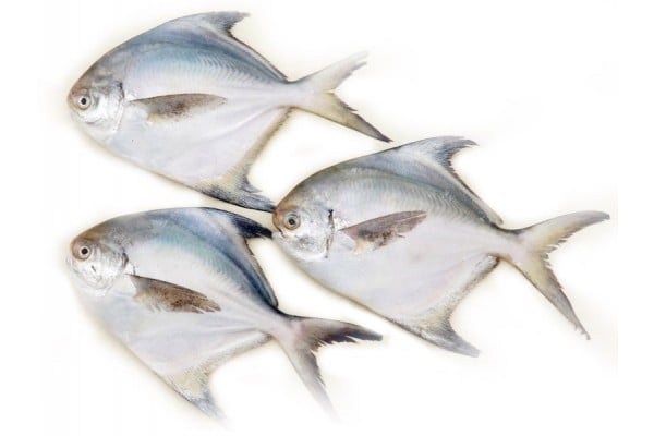White Pomfret / Silver Pomfret / Avoli (60g to 90g) | Angamaly