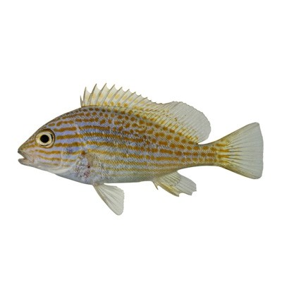 Lemon Fish : Buy online | freshtohome.com